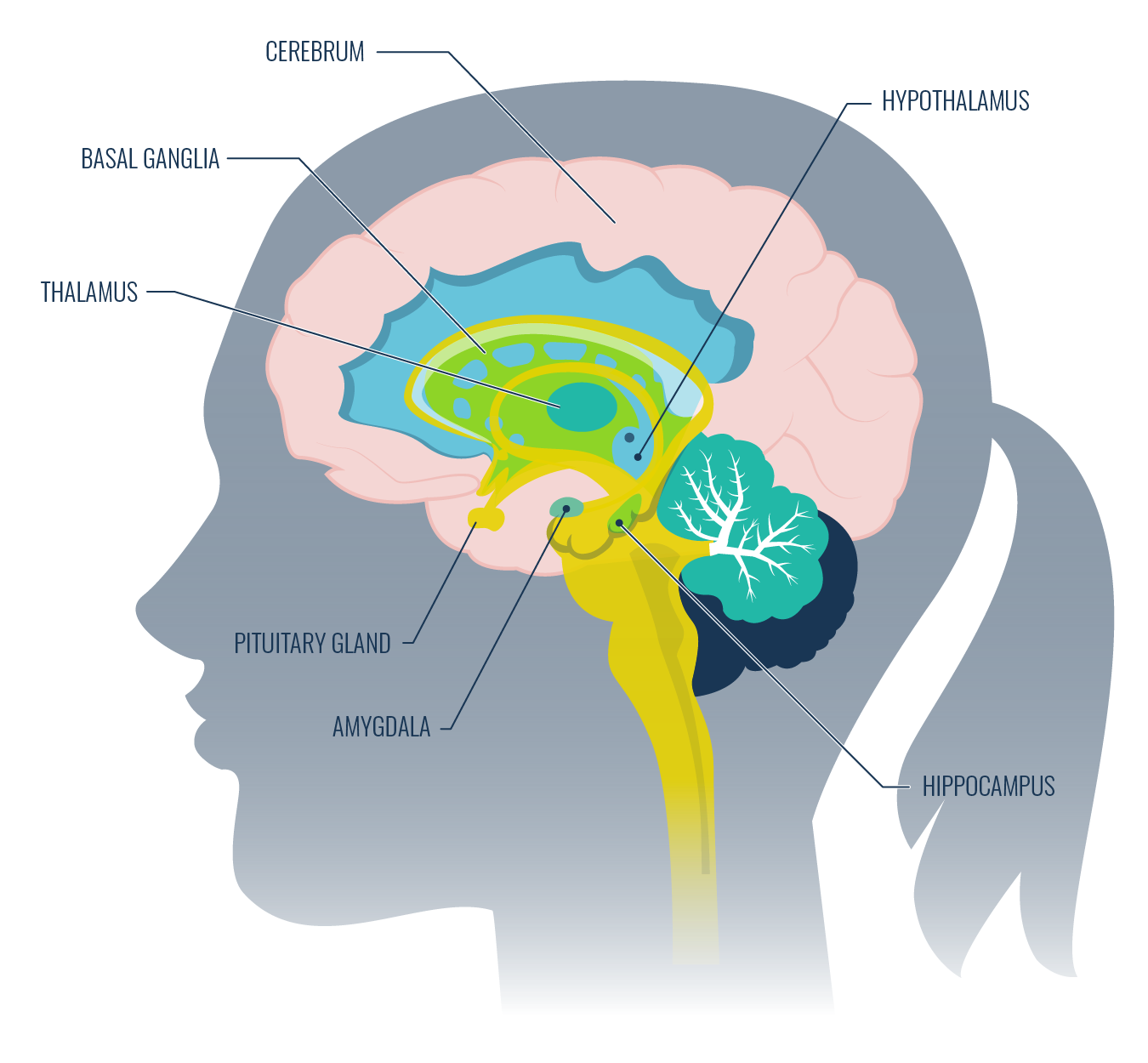 The Limbic System: 5 Ways To Boost Learning Capability