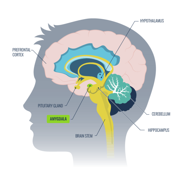 The Amygdala: How Emotion Creates Unforgettable Memories - Growth ...
